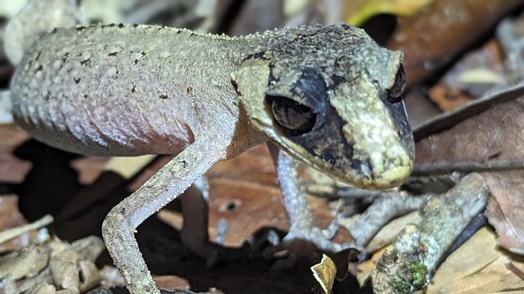 Chameleon Gecko from Mareeba QLD 4880, Australia on December 30, 2023 ...