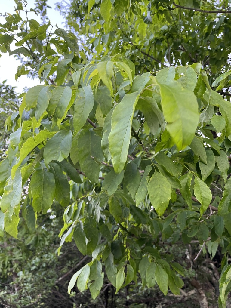 white ash from Avery County, US-NC, US on June 17, 2023 at 08:20 PM by ...
