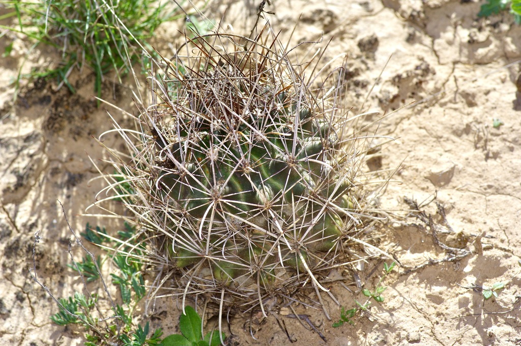 Turk's Head in December 2023 by Michelle · iNaturalist