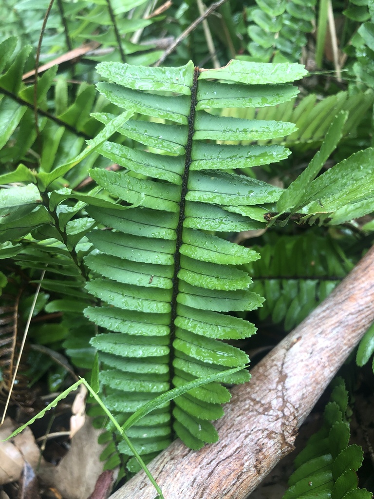 Fishbone Fern from Seven Mile Beach National Park, Berry, NSW, AU on ...