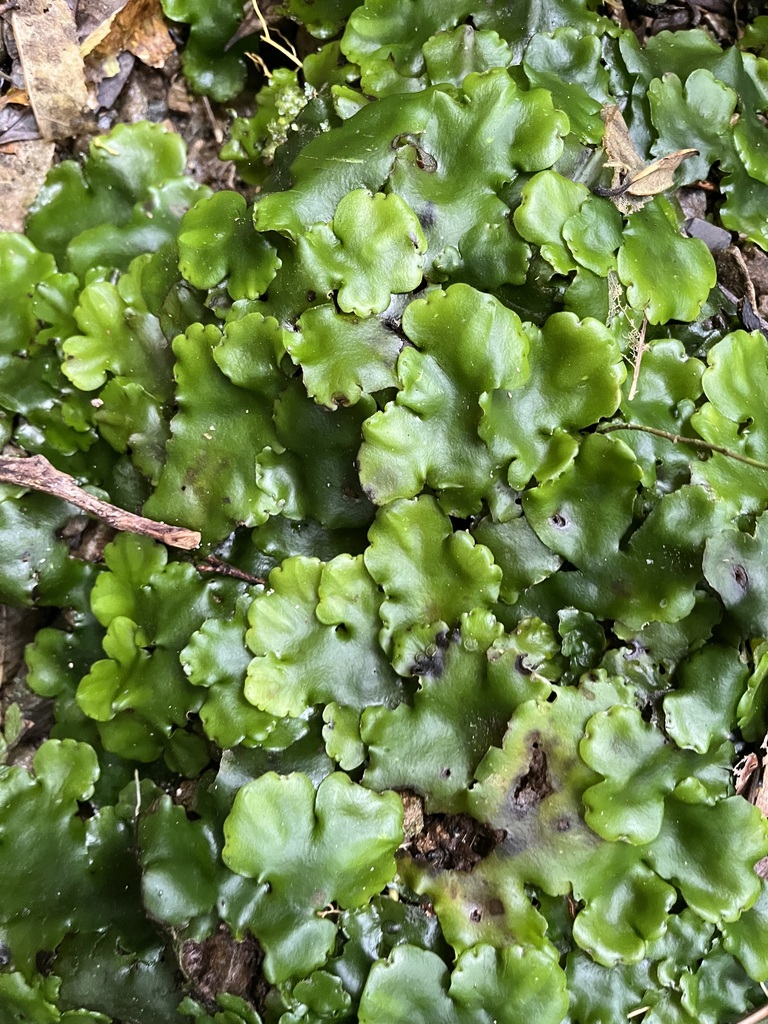 Monoclea forsteri from Khandallah, Wellington 6035, New Zealand on ...