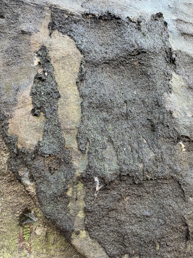 Jubula pennsylvanica in December 2023 by abelkinser · iNaturalist
