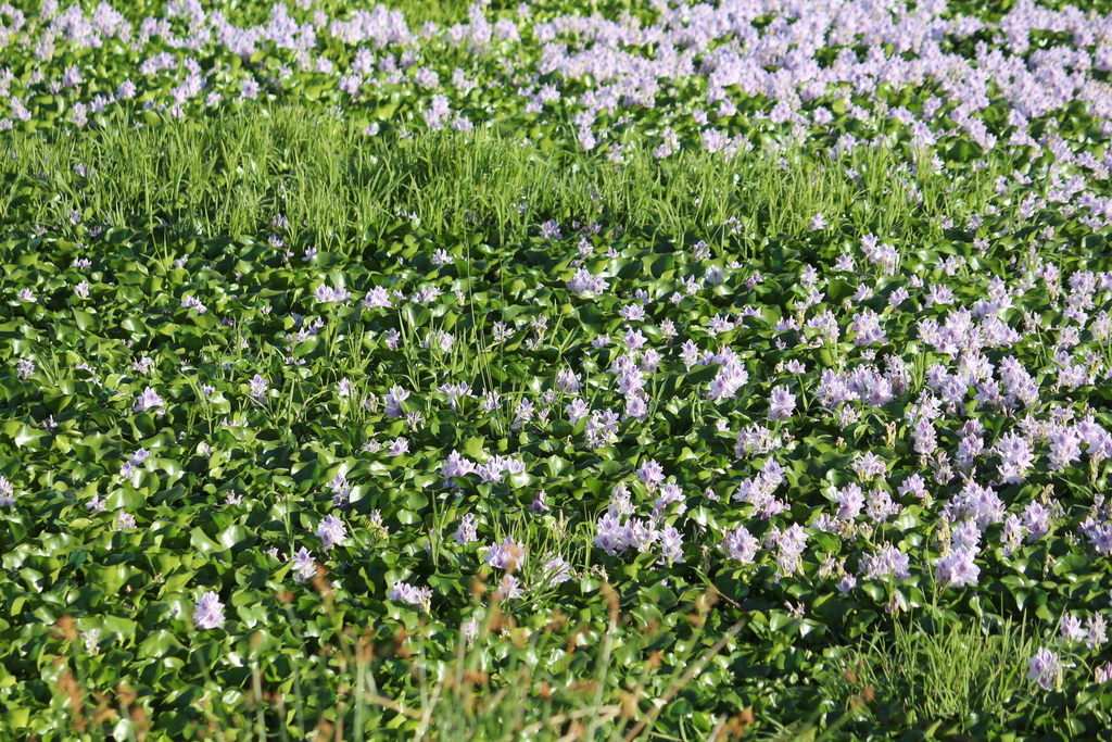 common water hyacinth from West Rand District Municipality, South ...