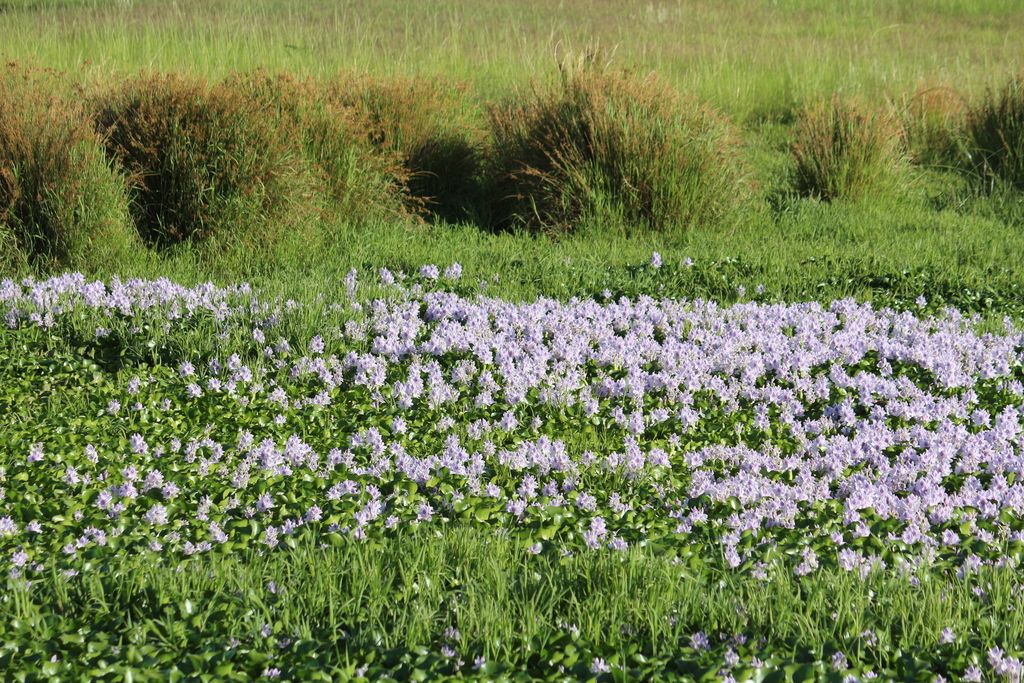 common water hyacinth from West Rand District Municipality, South ...