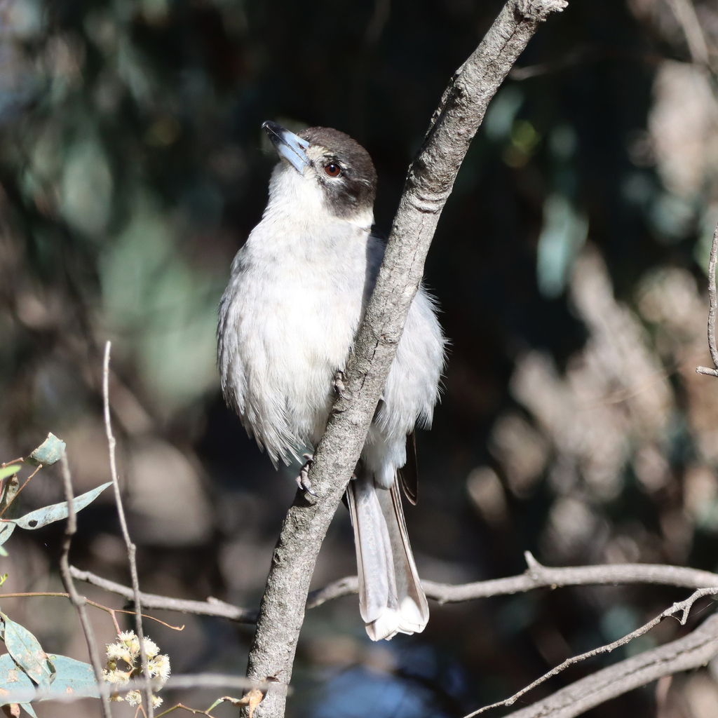 Grey Butcherbird from Hattah VIC 3501, Australia on October 5, 2023 at ...