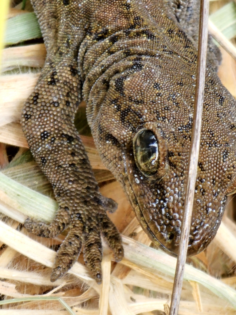 Waitaha Gecko in December 2023 by agmpie · iNaturalist