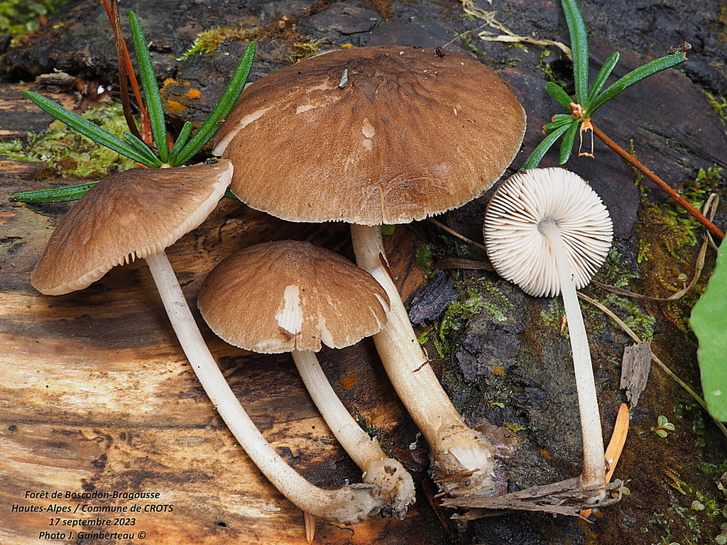 Pluteus punctipes from 05200 Crots, France on September 17, 2023 at 01: ...