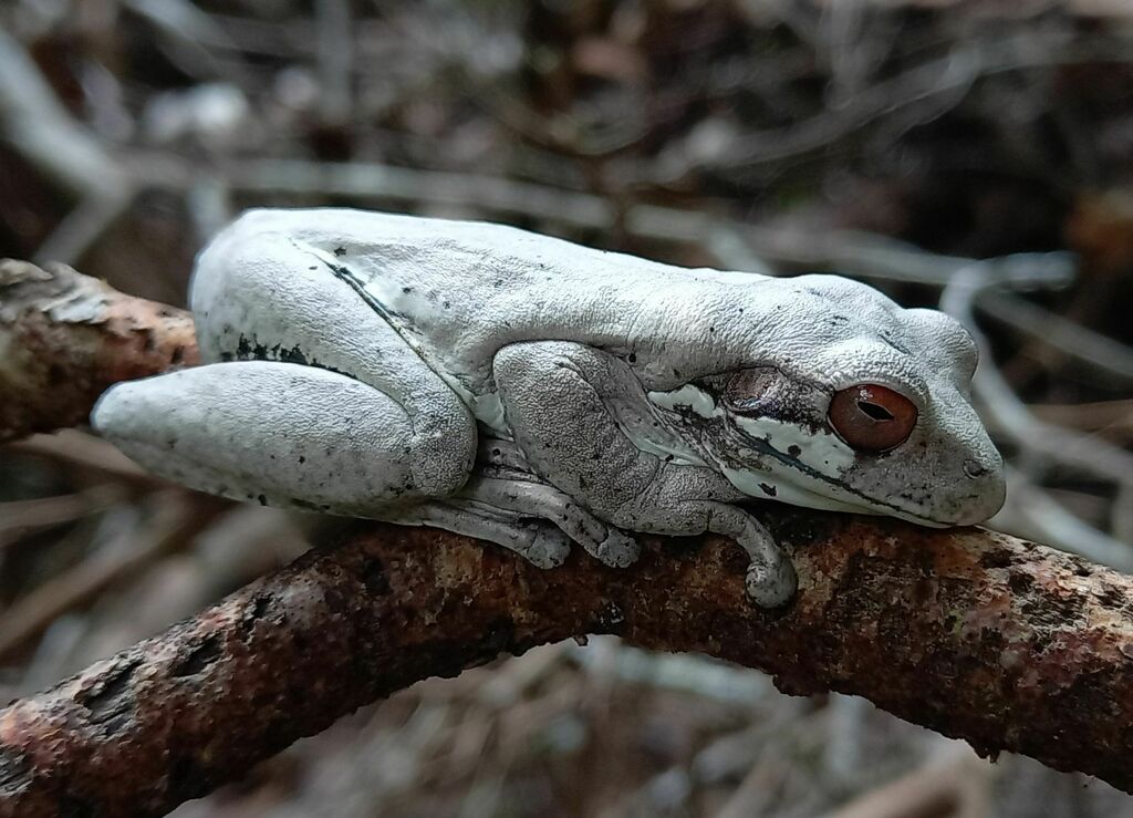 Faro Island Tree Frog from Batava, Solomon Islands on May 1, 2023 at 11 ...