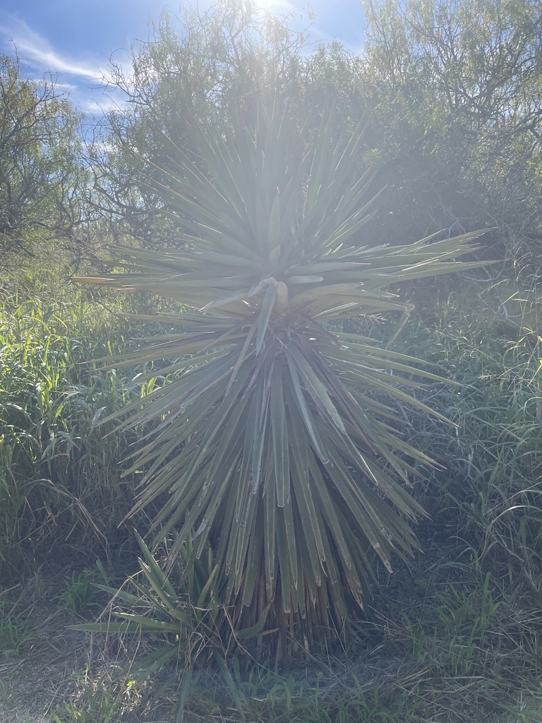 Spanish dagger from Corpus Christi, TX, US on December 30, 2023 at 02: ...
