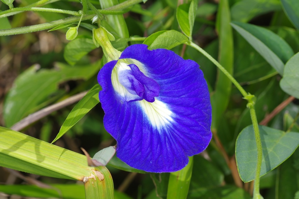 Blue Pea from Tampines, 新加坡 on April 06, 2019 at 11:28 AM by venus5026 ...