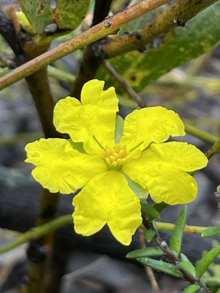Hibbertia puberula from Bargo State Conservation Area, Balmoral, NSW ...