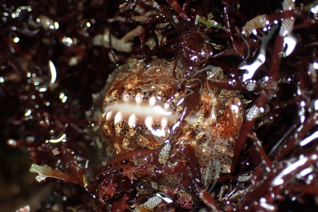 Solander's Trivia from Orange County, CA, USA on December 15, 2023 at ...