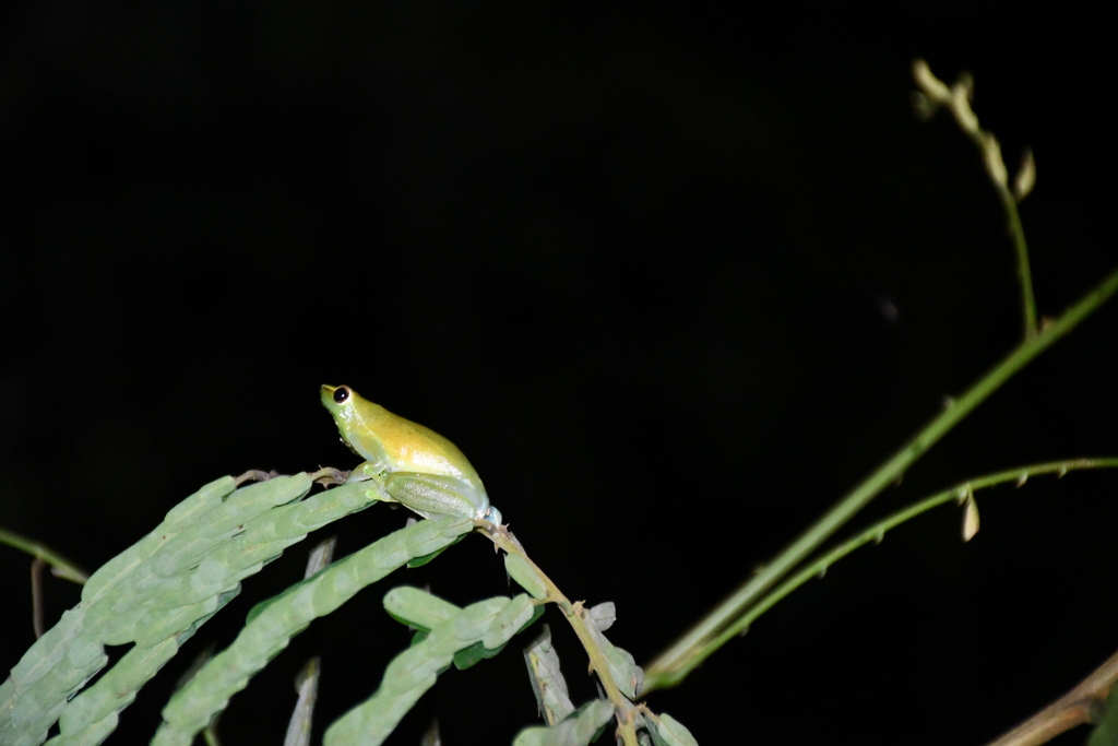 Greater Hatchet-faced Tree Frog from Vaca Diez, Bolivia on December 29 ...