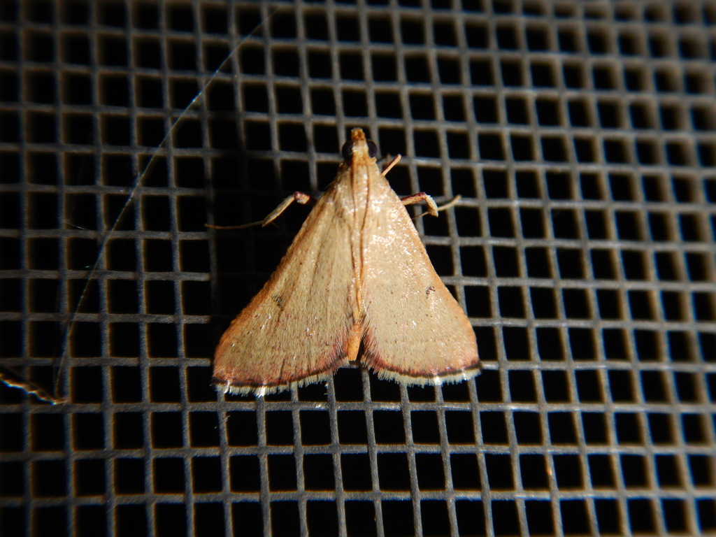 Pyralinae in December 2023 by Aaron Bean · iNaturalist