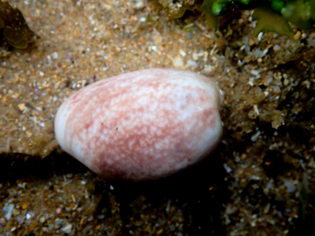 Bulla from Bateau Bay Beach, NSW, Australia on December 30, 2023 at 05: ...