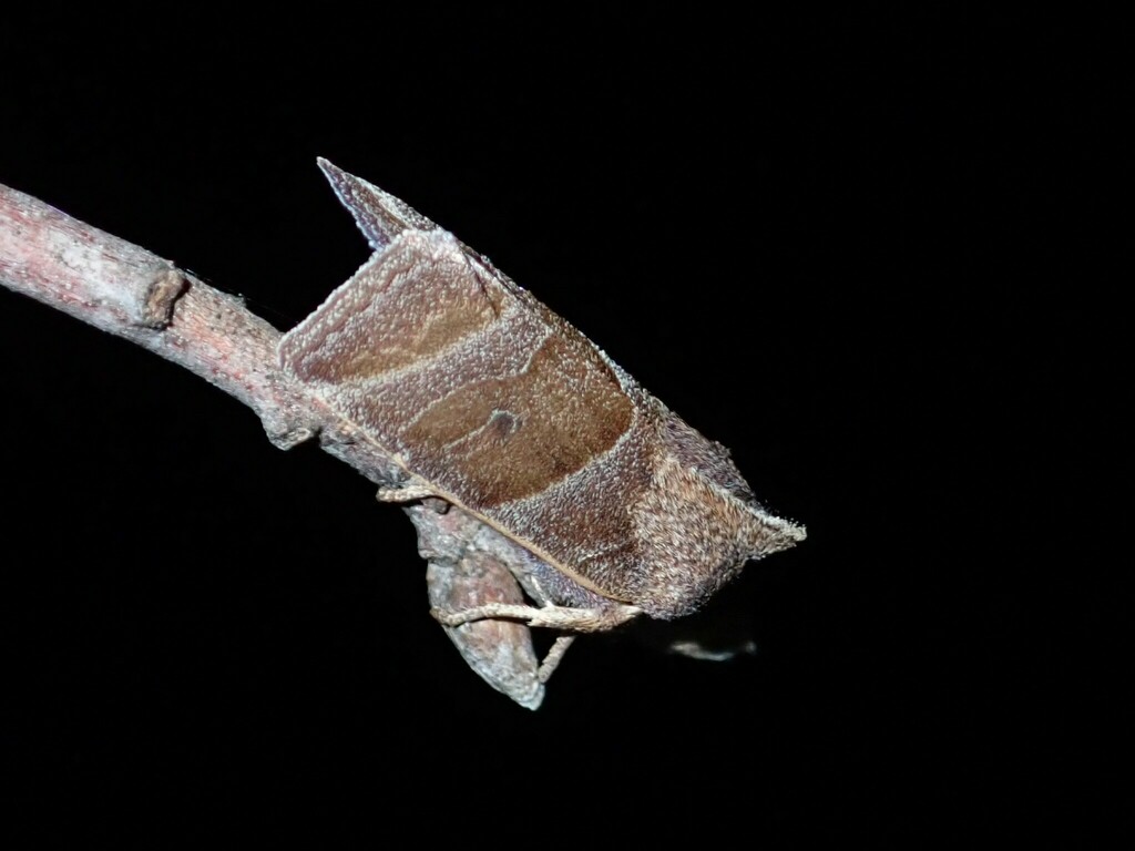 Lost Sallow in October 2023 by Angus Mossman. At sugar bait after dark ...