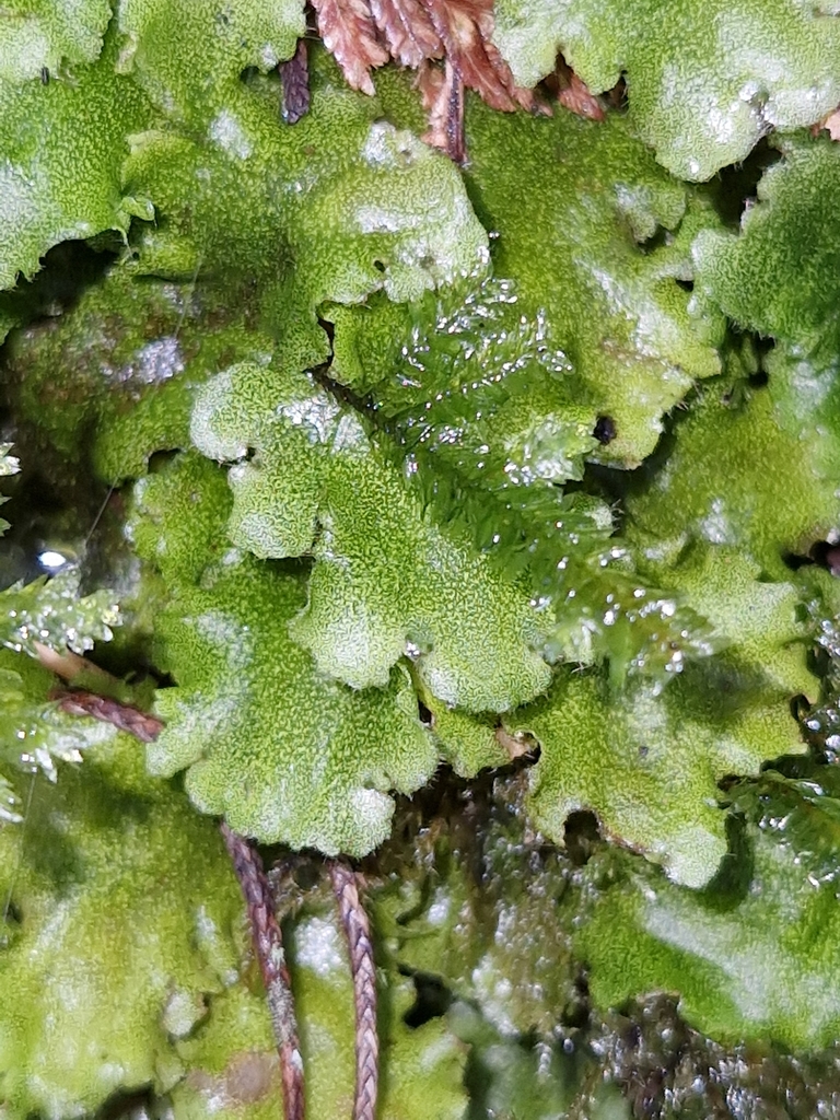 Monoclea gottschei from Parque Arví, Via a Piedras Blancas, Medellín ...