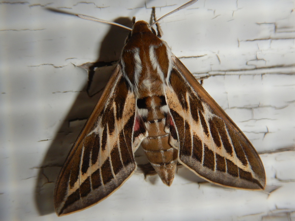 Australian Striped Hawk Moth in December 2023 by Aaron Bean · iNaturalist