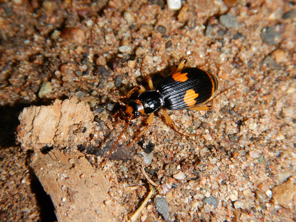 Pheropsophus verticalis in December 2023 by Aaron Bean · iNaturalist