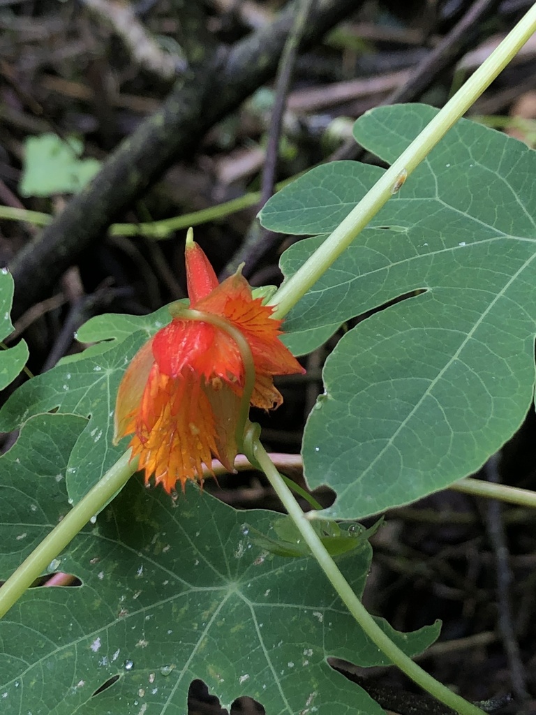 Tropaeolum smithii from Rumiñahui, Pichincha, EC on December 29, 2023 at 10:35 AM by alen_2305 ...