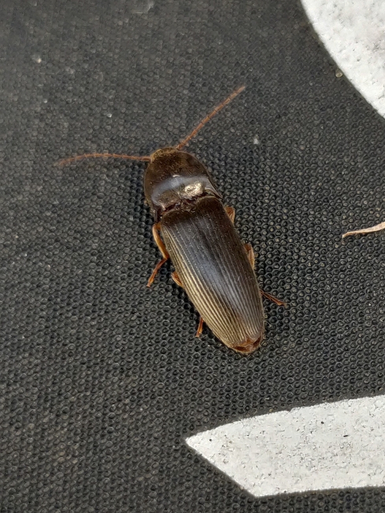 Pasture Wireworm from Blairgowrie VIC 3942, Australia on December 30 ...