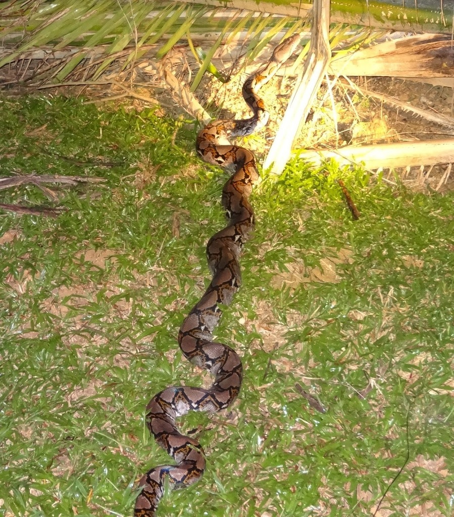 Reticulated Python from Pahang, Malaysia on September 7, 2012 by Mark ...