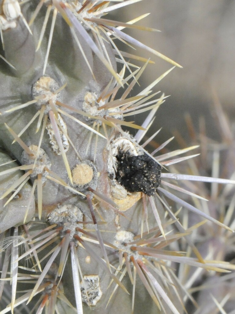 Cactus Longhorn Beetles from Albuquerque, NM, USA on December 30, 2023 ...