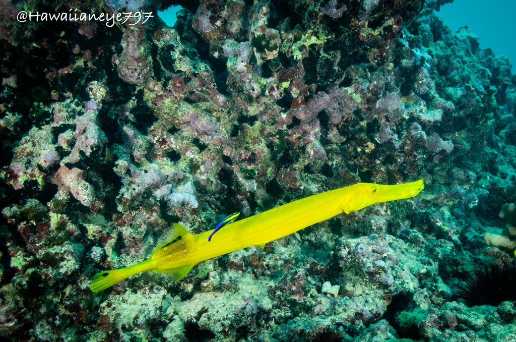 Pacific Trumpetfish from Point Panic 2 on December 30, 2023 at 08:43 AM ...