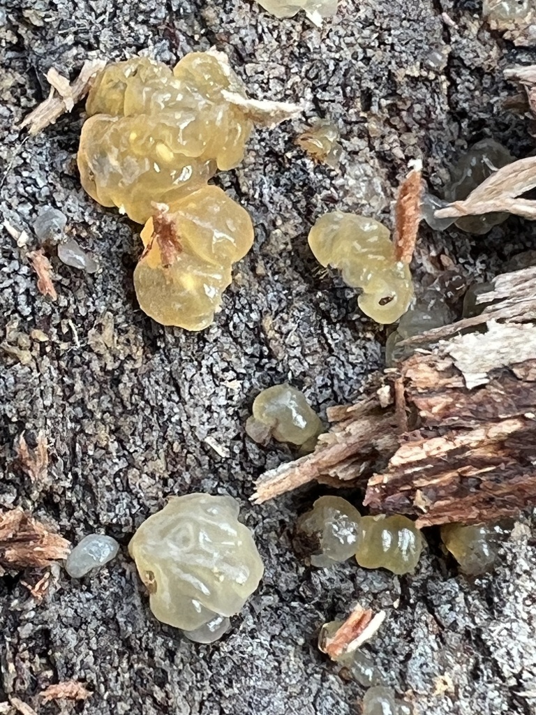 Crystal Brain Fungus from Beverley Mill Dr, Broad Run, VA, US on ...