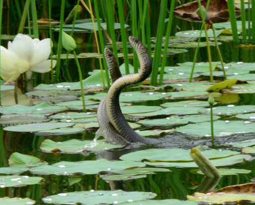 Oriental Rat Snake (Ptyas mucosa) - Snakes and Lizards