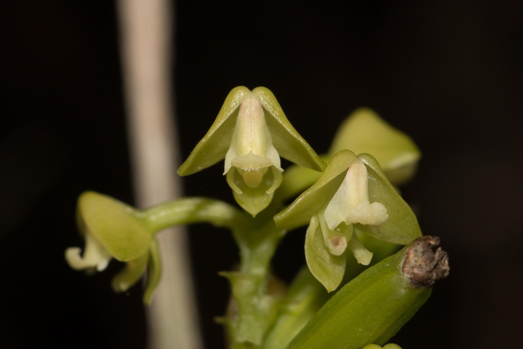 yellow helmet orchid in December 2023 by Logan Crees · iNaturalist