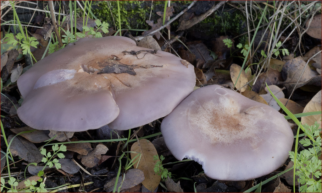 Blewit from Orangevale, CA, USA on December 28, 2023 at 03:53 PM by ...