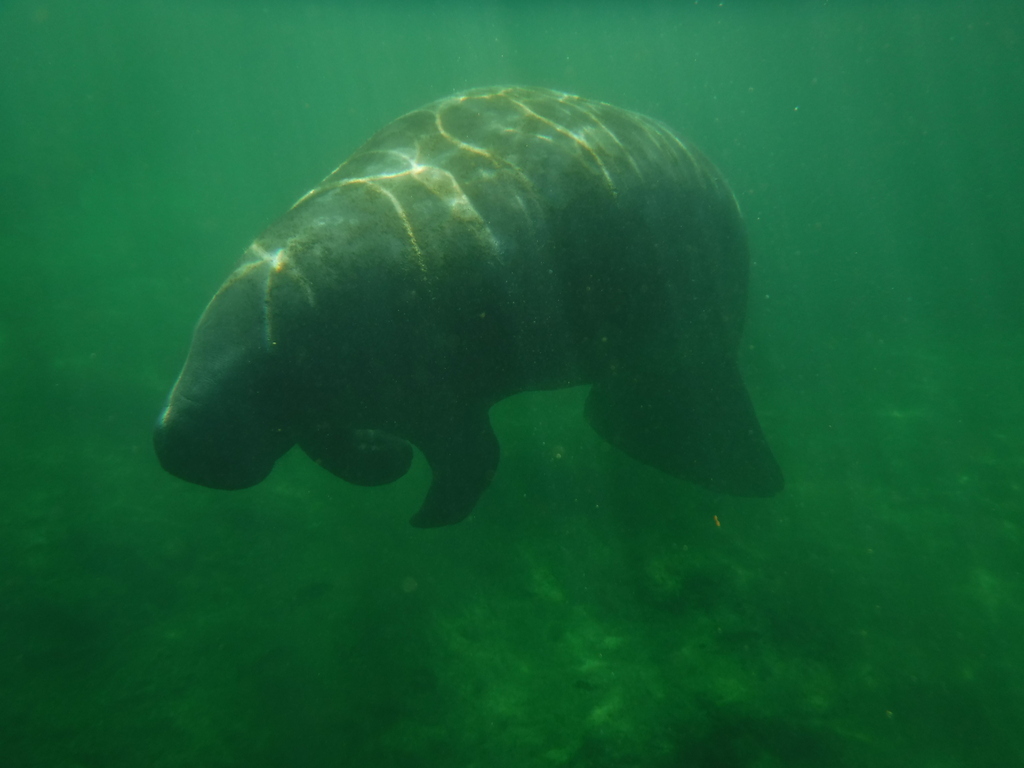 Florida Manatee in December 2023 by Kevin Ricker · iNaturalist