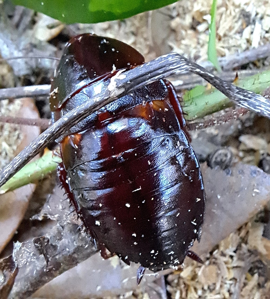 Florida Woods Cockroach from Grand Isle, LA, USA on December 30, 2023 ...