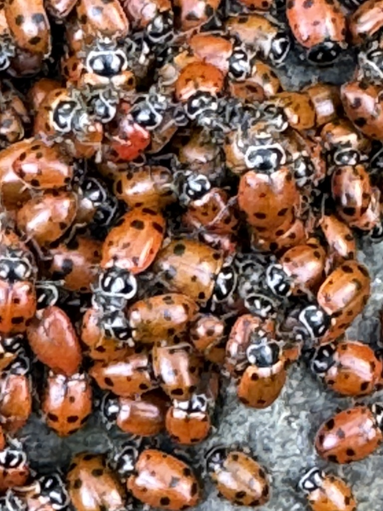 Convergent Lady Beetle from Sonoma County, CA, USA on December 30, 2023 ...
