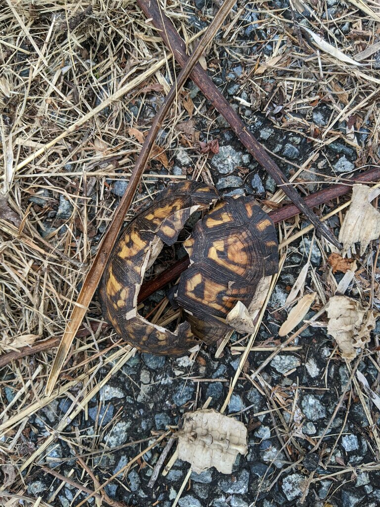 Eastern Box Turtle in December 2023 by Aleta Quinn · iNaturalist