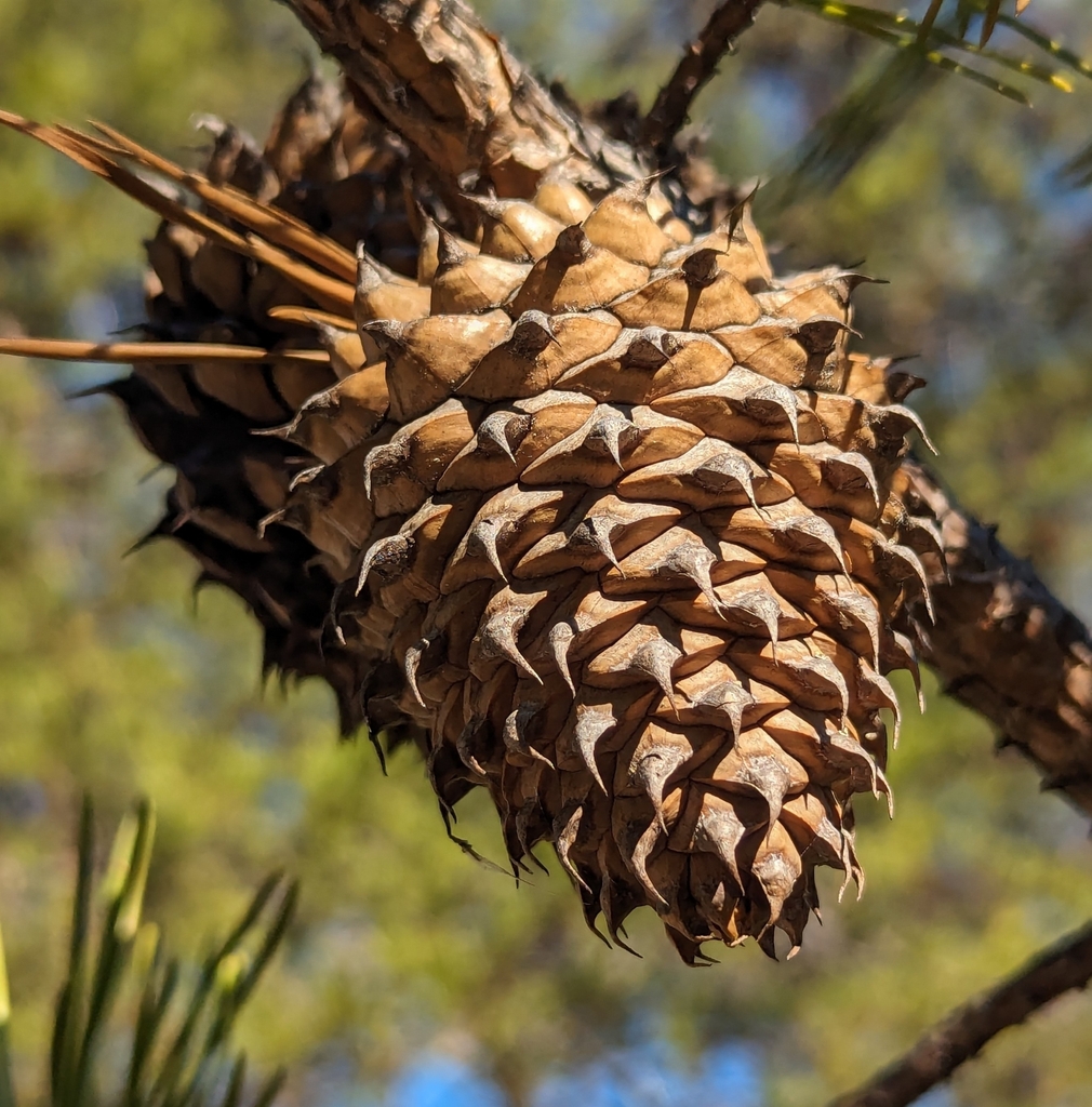 Table Mountain pine from Pickens, SC 29671, USA on December 30, 2023 at ...