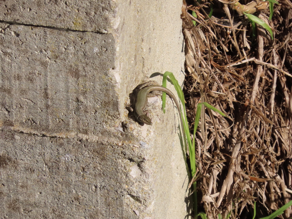 Green Iberian Wall Lizard from Corroios, Portugal on December 18, 2023 ...