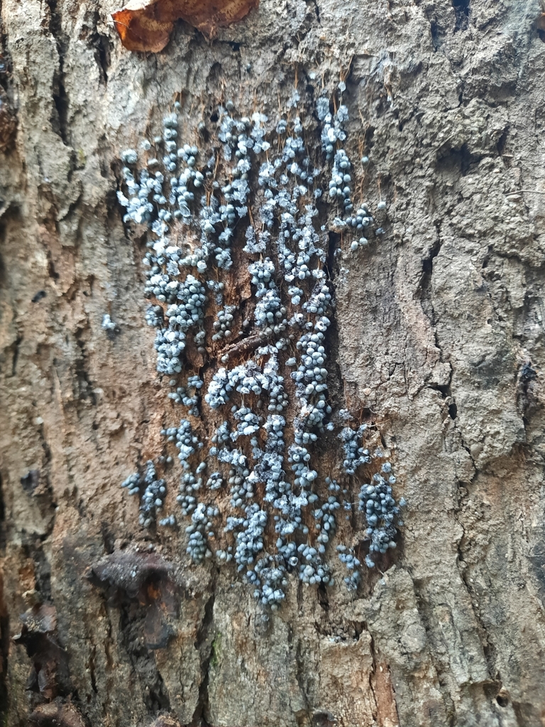 Badhamia utricularis in December 2023 by T · iNaturalist