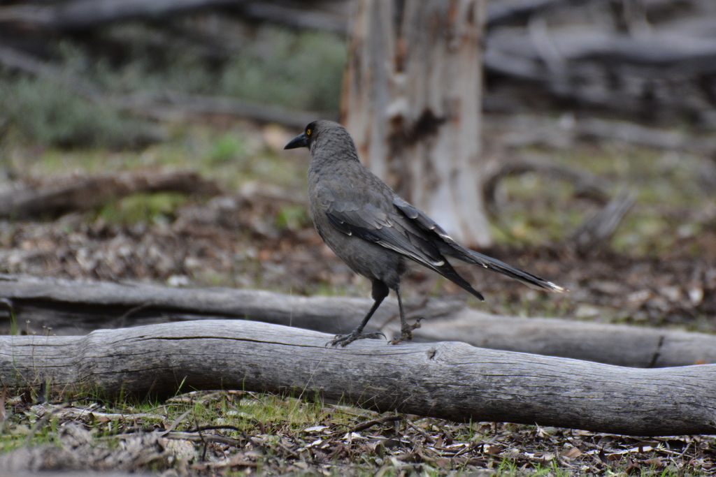 Grey Currawong from Dryandra WA 6311, Australia on August 27, 2023 at ...