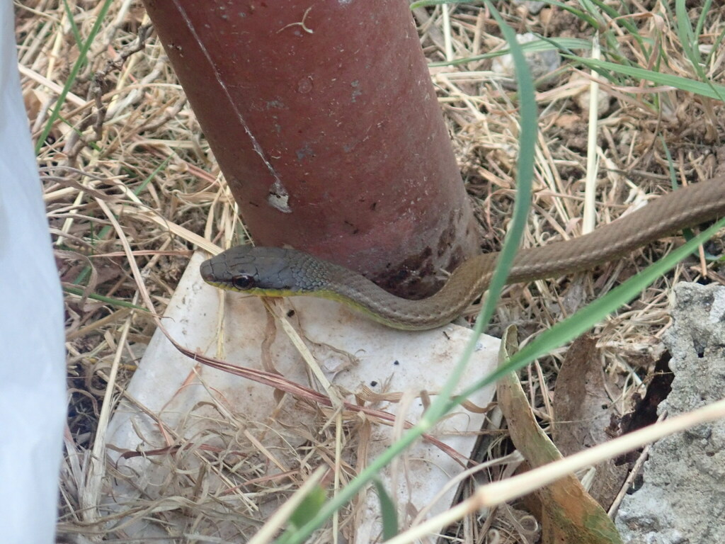 Boddaert's Tropical Racer from Diego Martin, TT on December 30, 2023 at ...