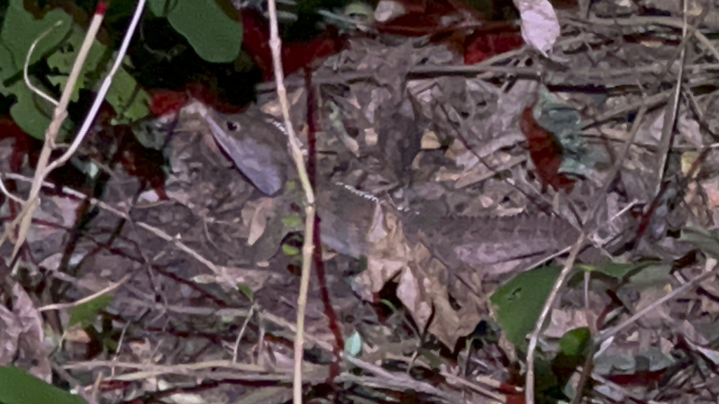 Tuatara in December 2023 by David Robichaud · iNaturalist