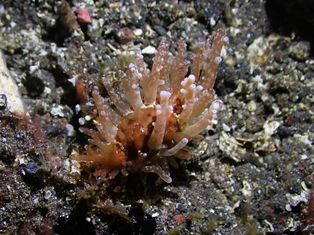 Staphylaea limacina from Karang Asem, ID-BA, ID on December 30, 2023 at ...