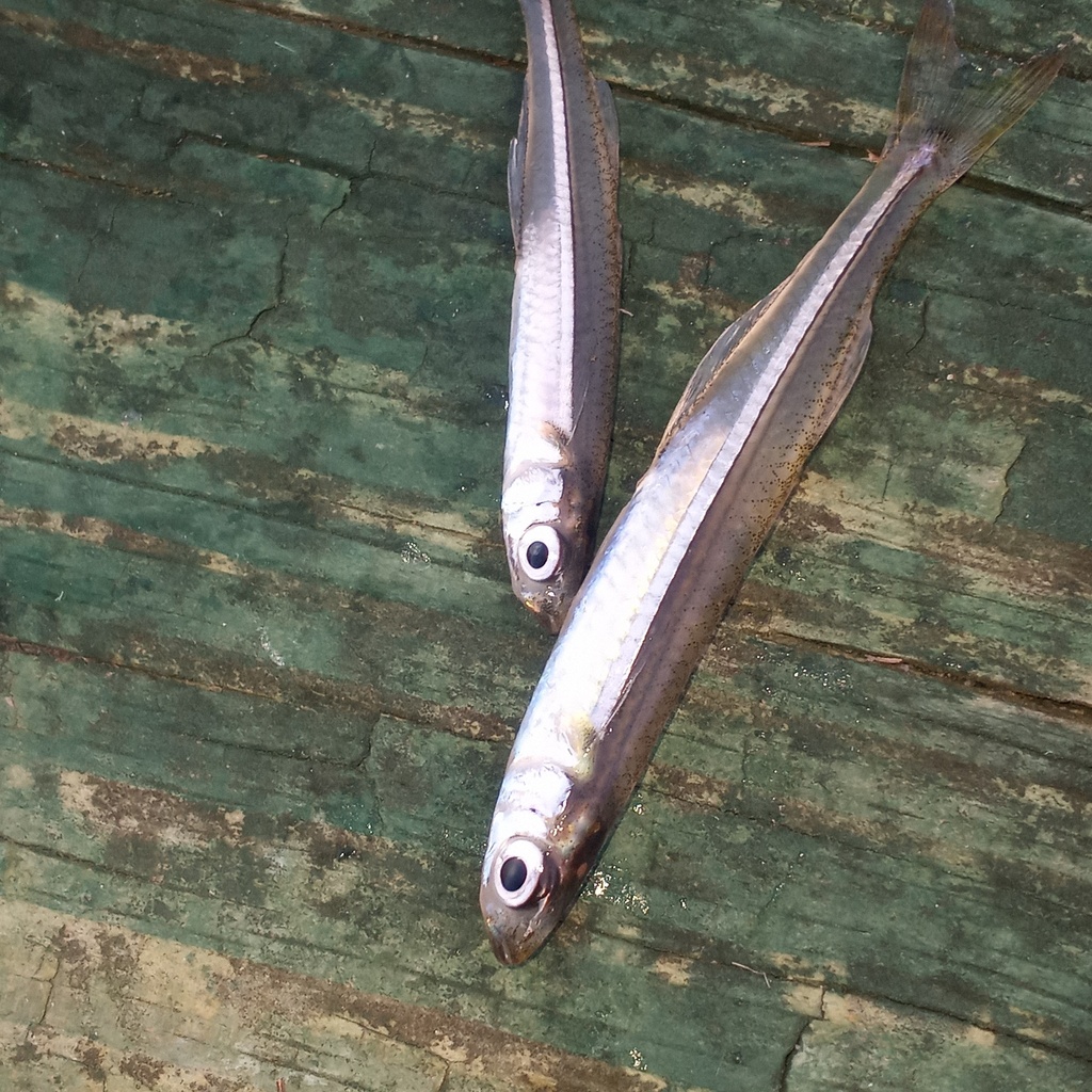 Inland Silverside from Caroline County, MD, USA on December 30, 2023 at ...