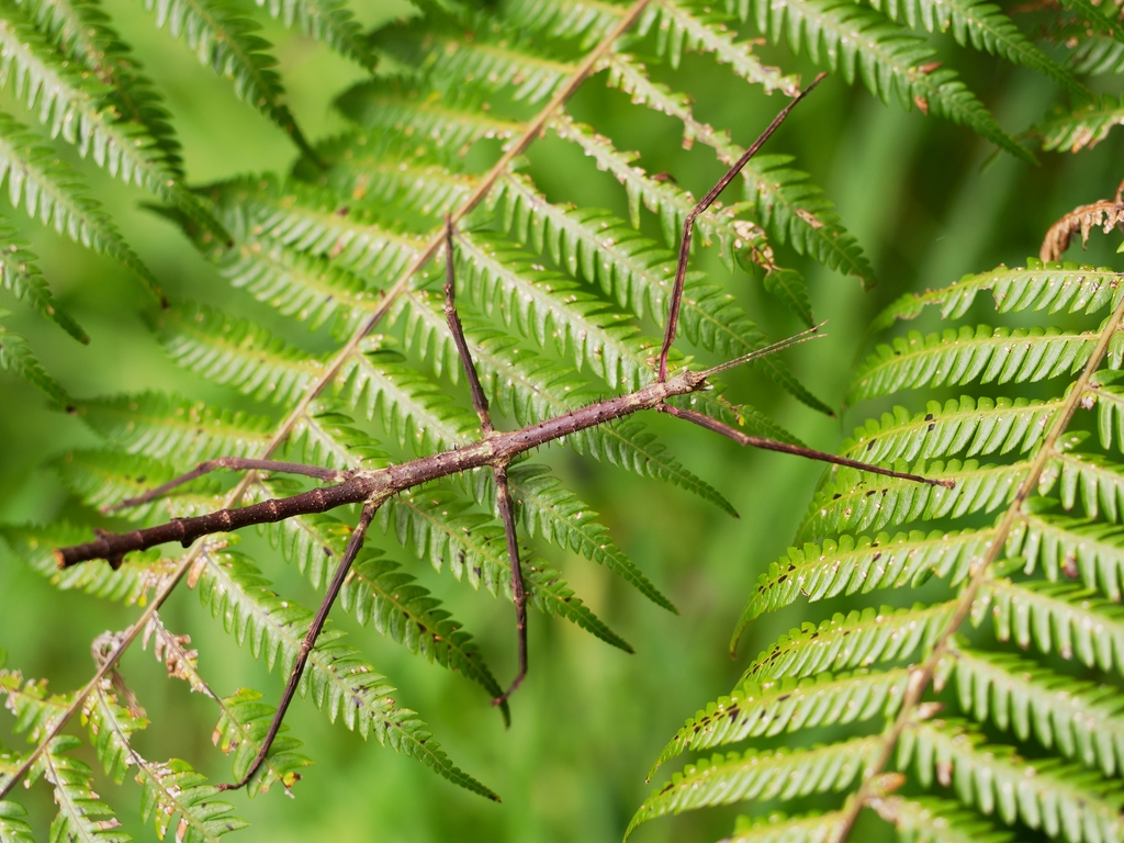 New Zealand Giant Stick Insect from Glorit, Auckland, North Island, New ...