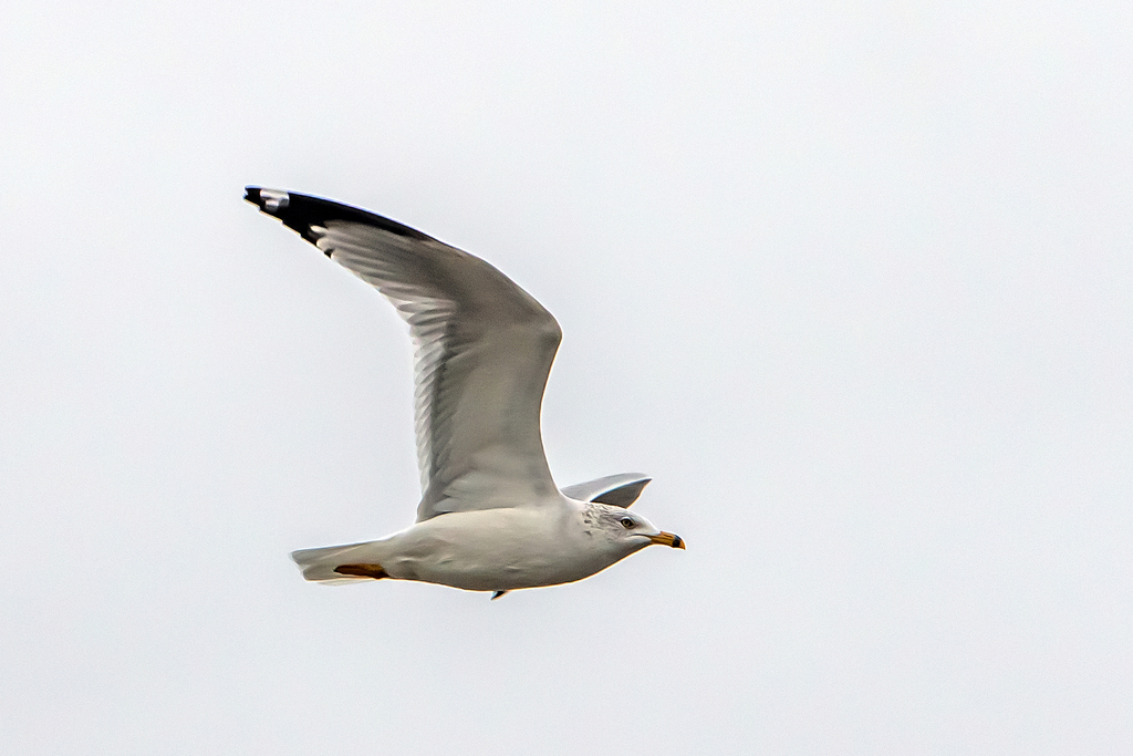Ring-billed Gull from Eastern Neck NWR, MD, USA on December 30, 2023 at ...