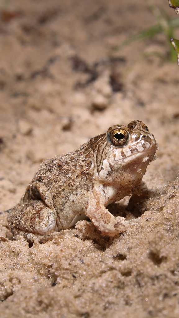 Weeping Frog from Balneário Gaivota, SC, BR on December 30, 2023 at 09: ...