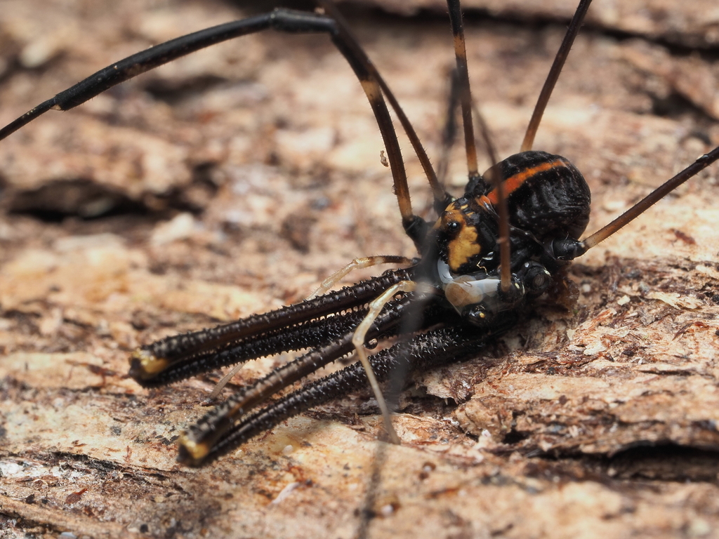 Forsteropsalis pureora from Glorit, Auckland, North Island, New Zealand ...
