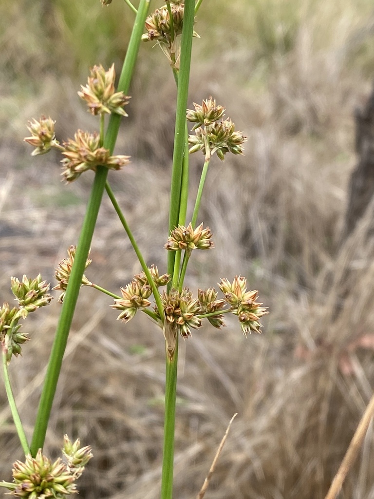 Clustered Rush from Isaacs Ridge Nature Reserve, Isaacs, ACT, AU on ...