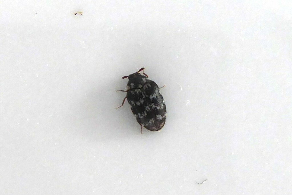 Australian Carpet Beetle from Waikouaiti, New Zealand on December 19 ...